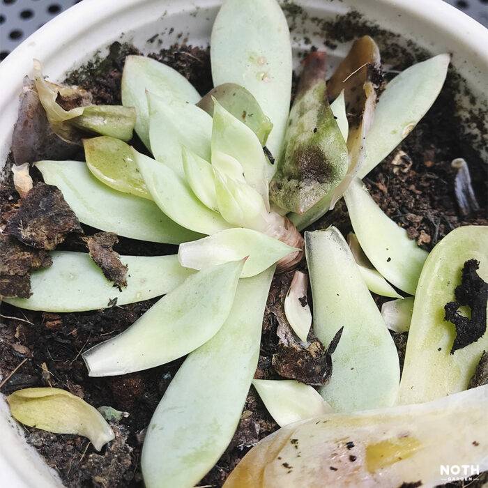 Vì sao Sen Đá chết? – NOTH Garden