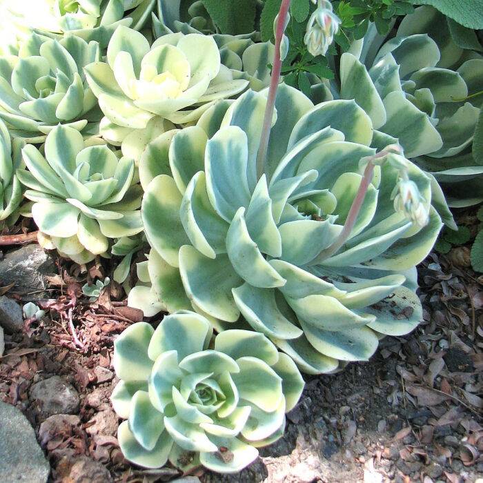 Vì sao Sen Đá chết? – NOTH Garden