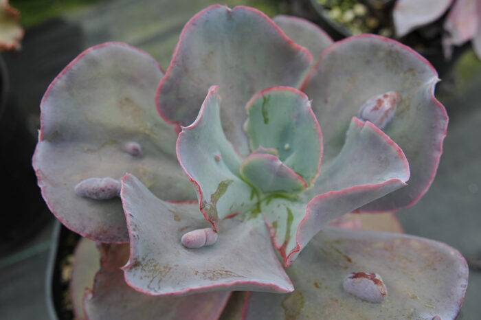 Vì sao Sen Đá chết? – NOTH Garden