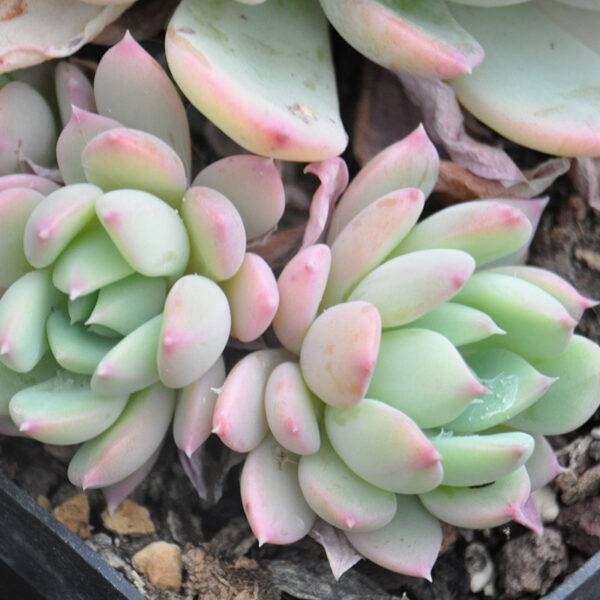 Vì sao Sen Đá chết? – NOTH Garden