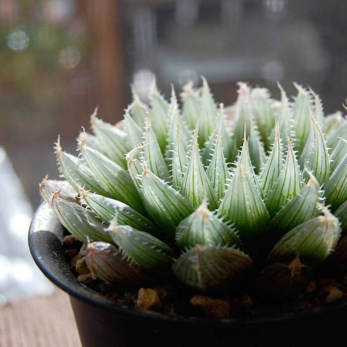 Vì sao Sen Đá chết? – NOTH Garden