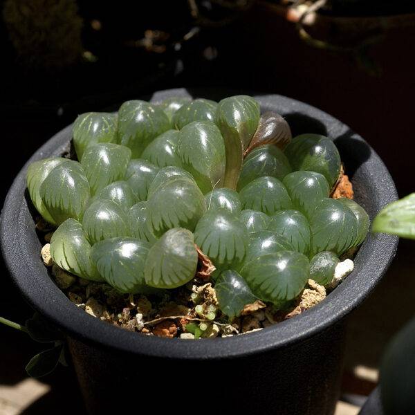 Vì sao Sen Đá chết? – NOTH Garden