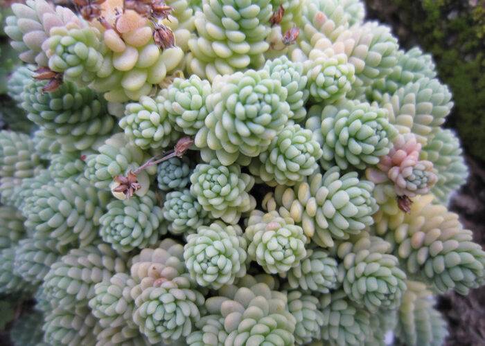 Vì sao Sen Đá chết? – NOTH Garden