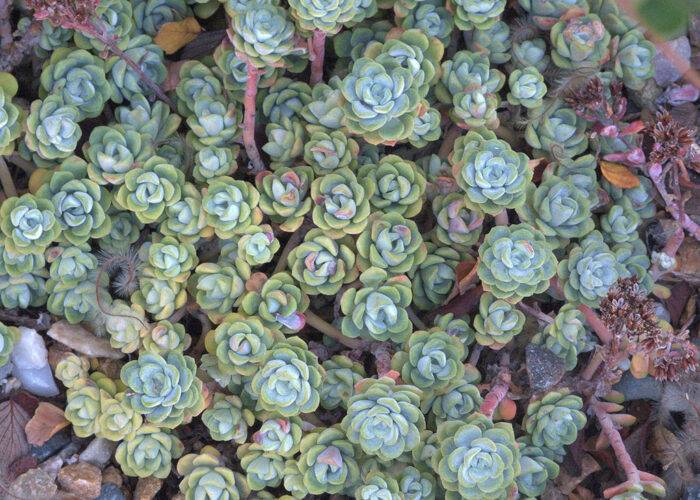 Vì sao Sen Đá chết? – NOTH Garden