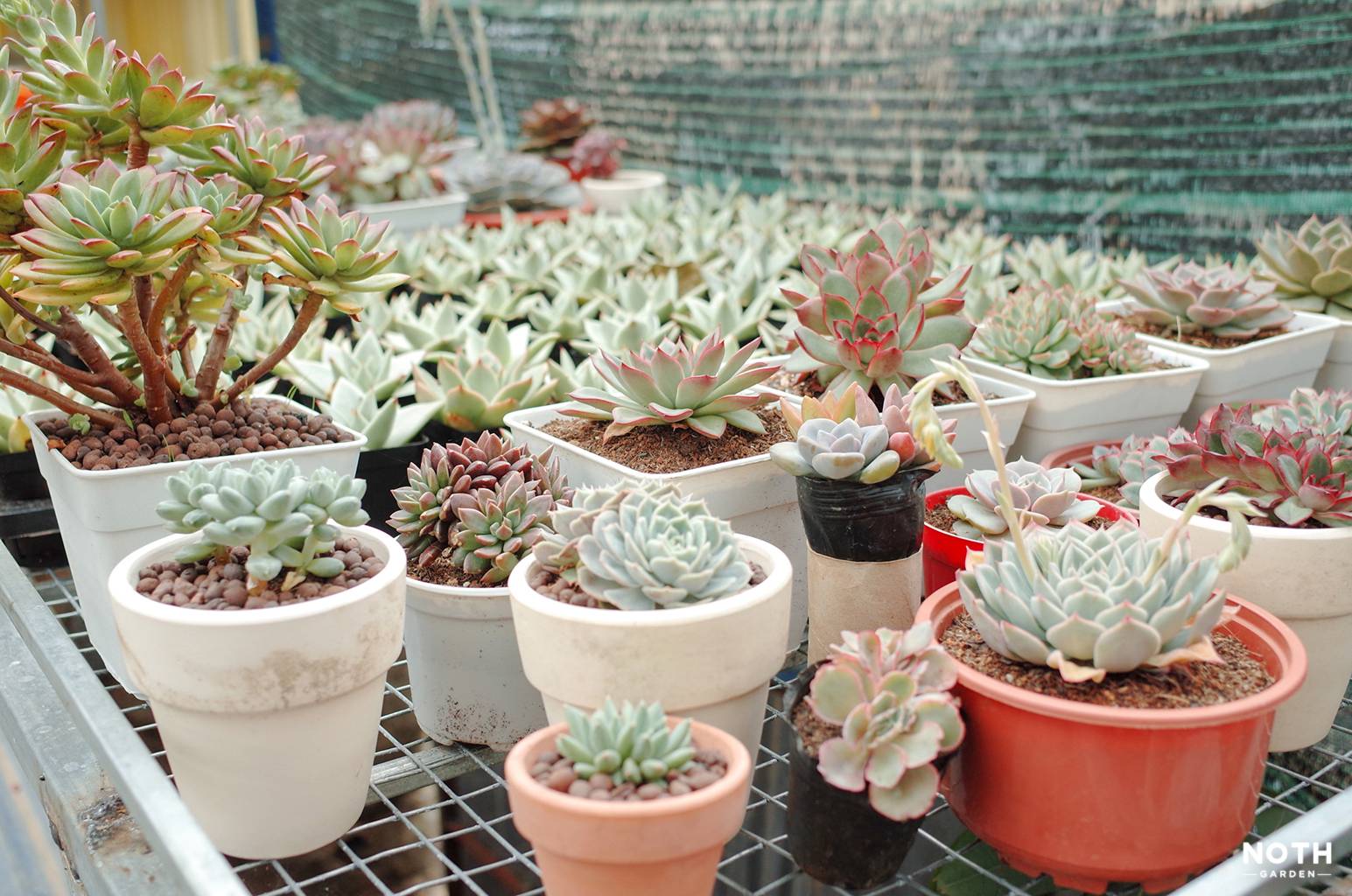 Cách chăm sóc Hoa đá (Sen đá) – NOTH Garden